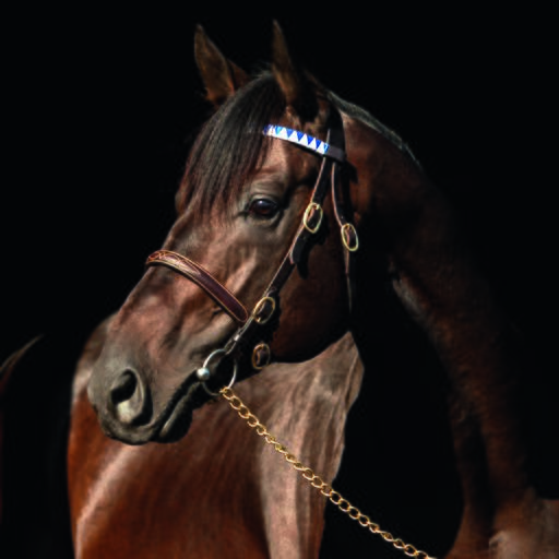 Picture perfect debut for Darkroom at Ellis Park | America