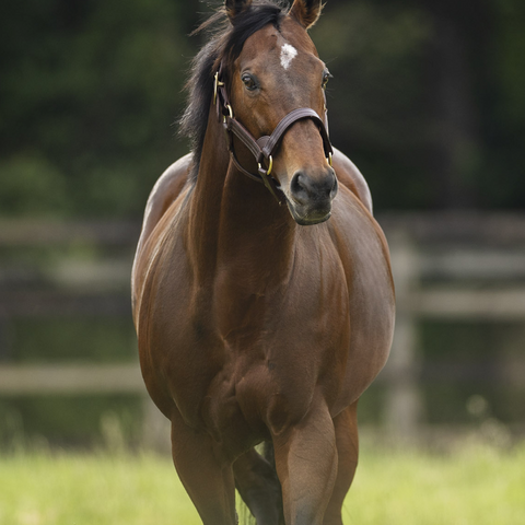 Native Trail | Europe