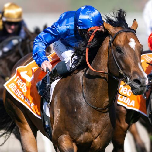 Our stallions | Australia